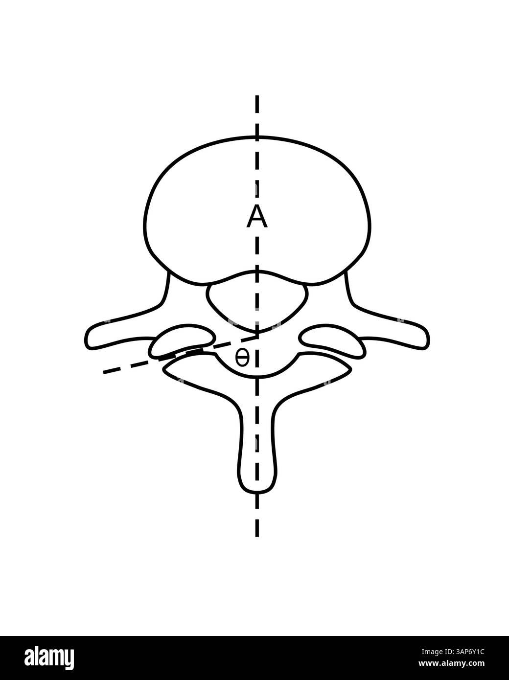 Illustration of an axial view of the lumbar (lower back) vertebra Stock ...