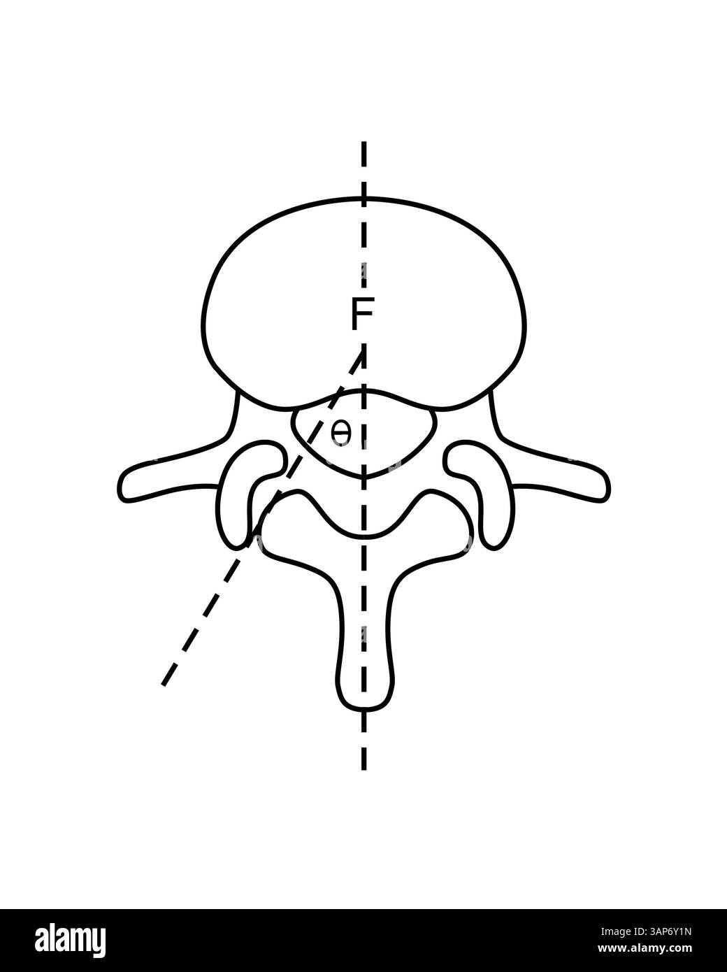 Illustration of an axial view of the lumbar (lower back) vertebra Stock ...