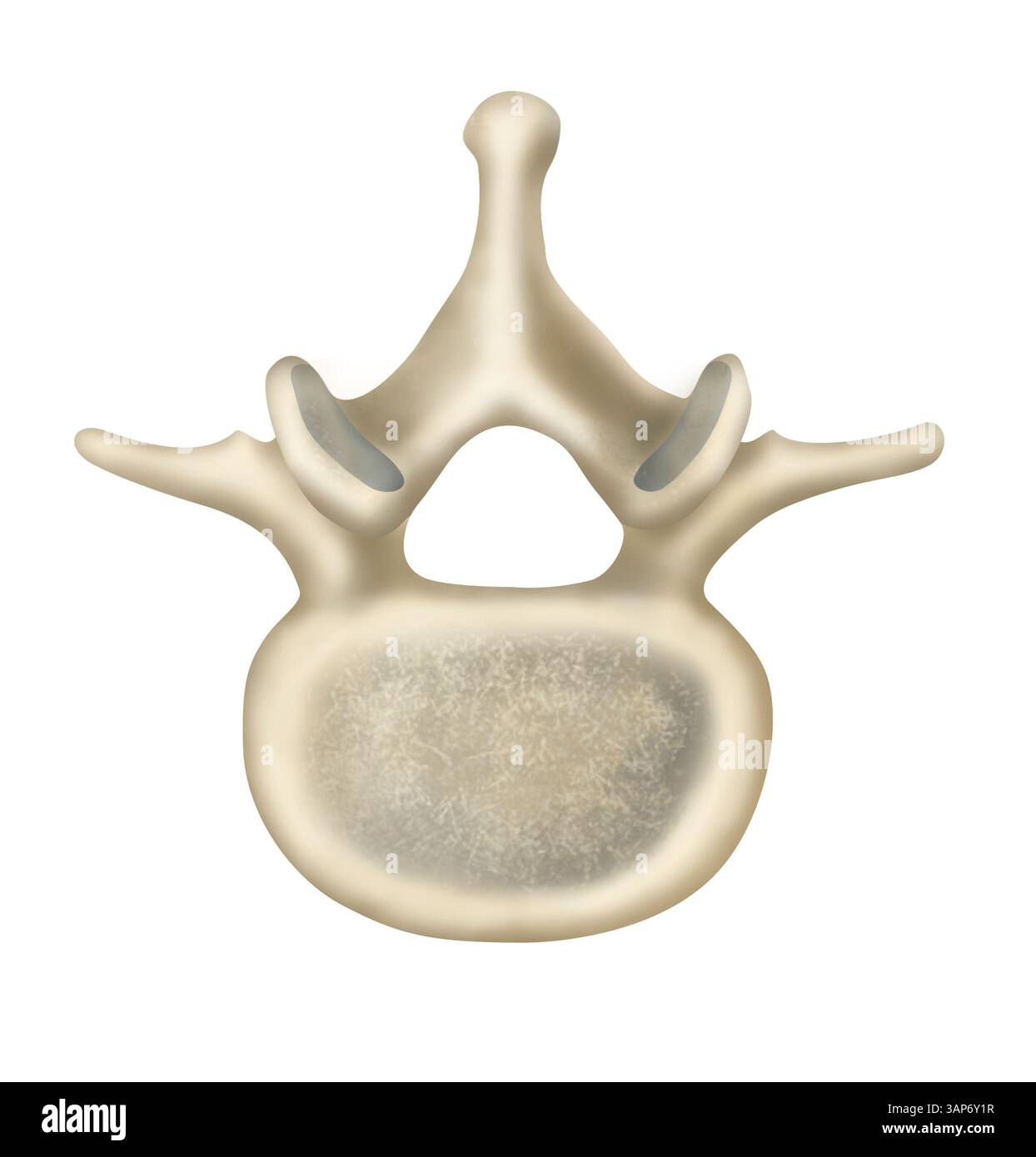 Illustration of the axial view of a lumbar (lower back) vertebra ...