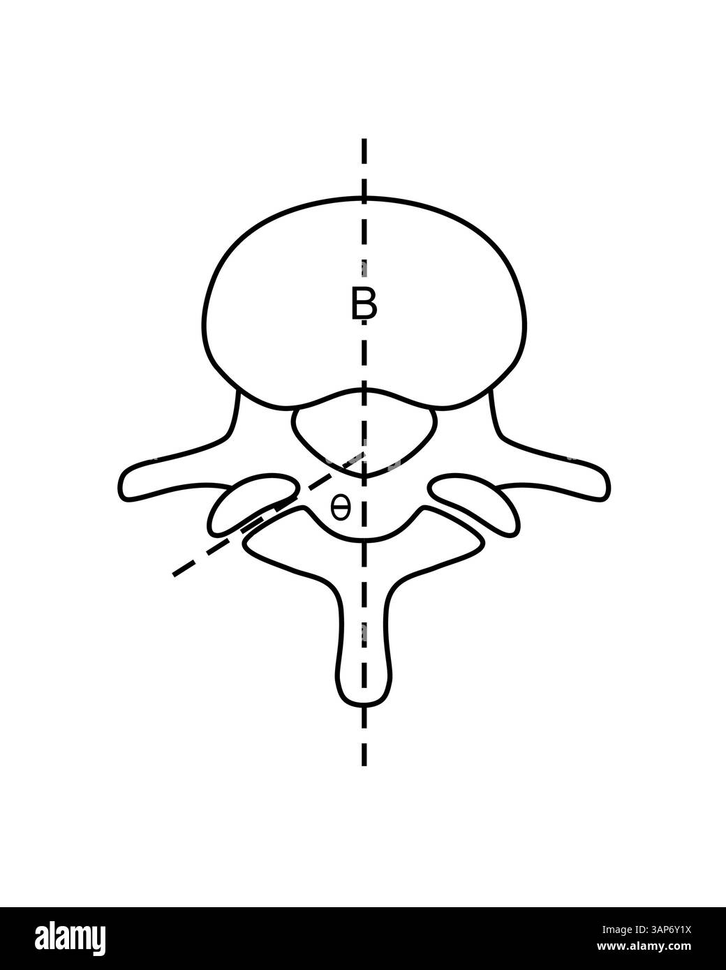 Illustration of an axial view of the lumbar (lower back) vertebra Stock ...