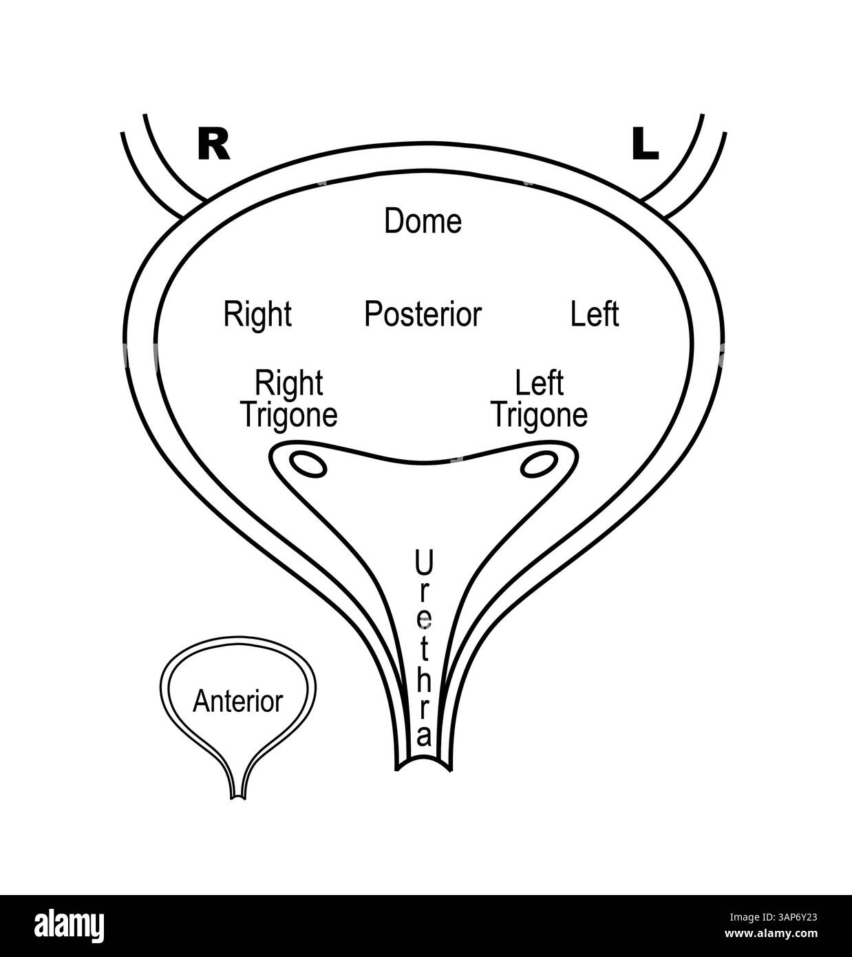 Illustration of bladder anatomy, axial view Stock Photo - Alamy