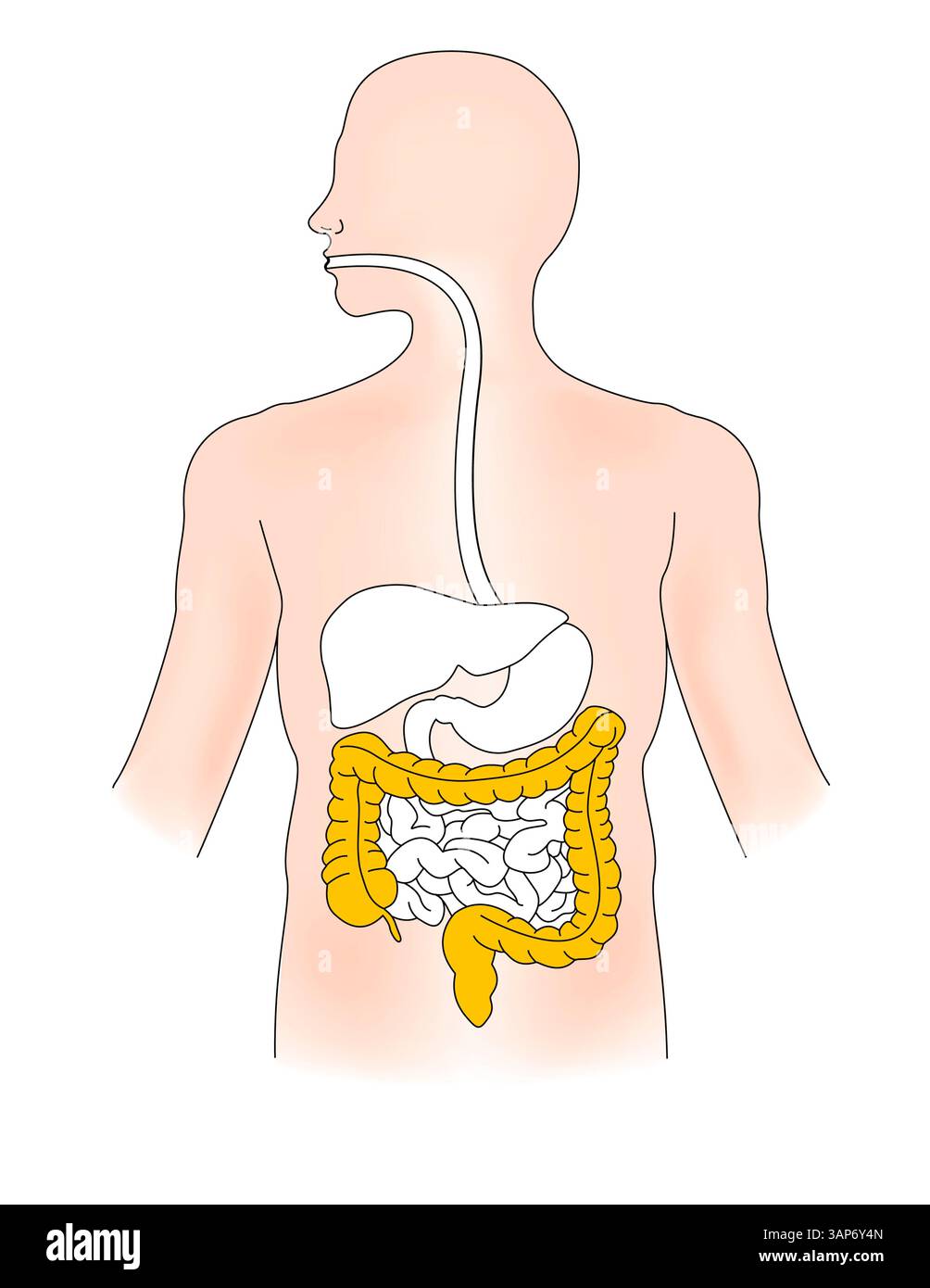 Illustration of the human digestive system with the large intestine ...