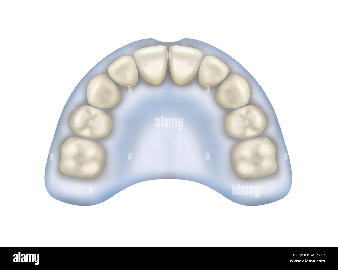 Illustration of a maxillary (upper jaw) transparent denture Stock Photo ...