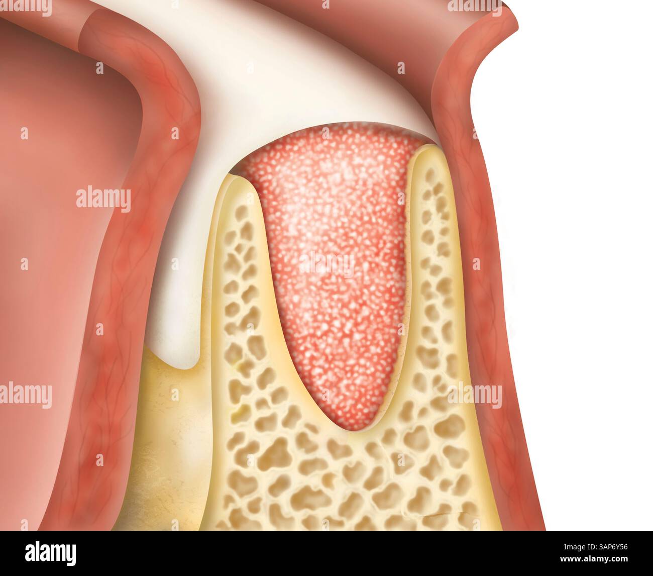 Illustration of a cross-section of a mandible (lower jaw) with a ...