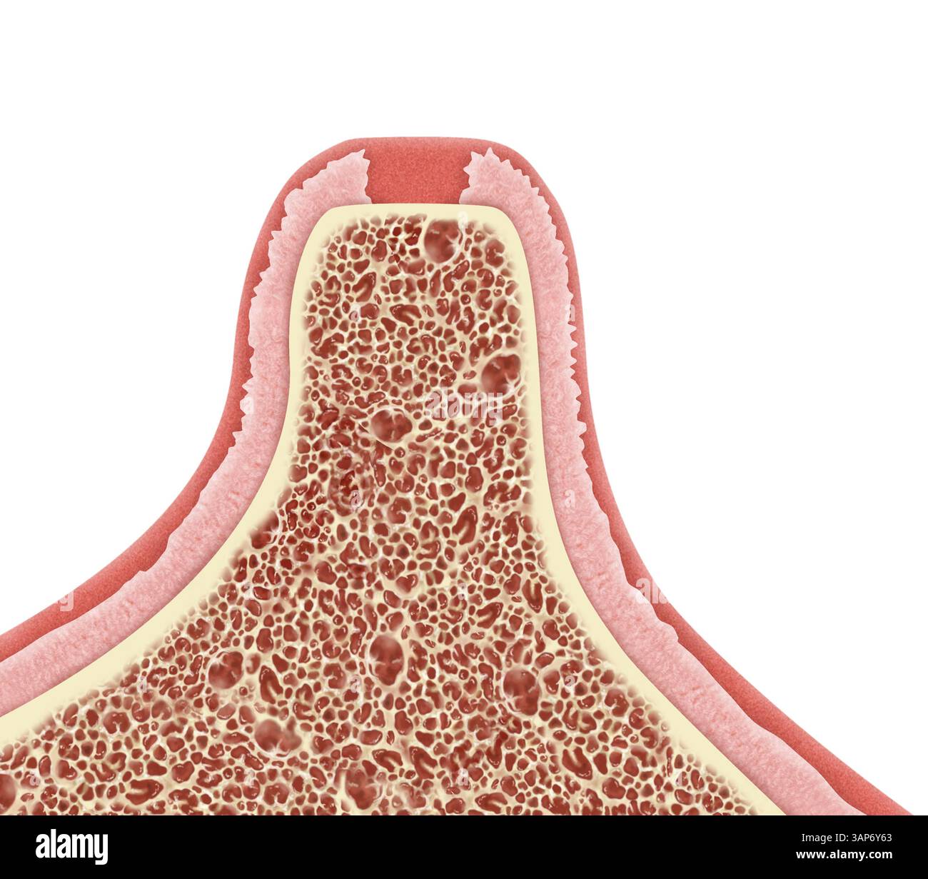 Illustration of a cross-section through a jaw showing a healed tooth ...
