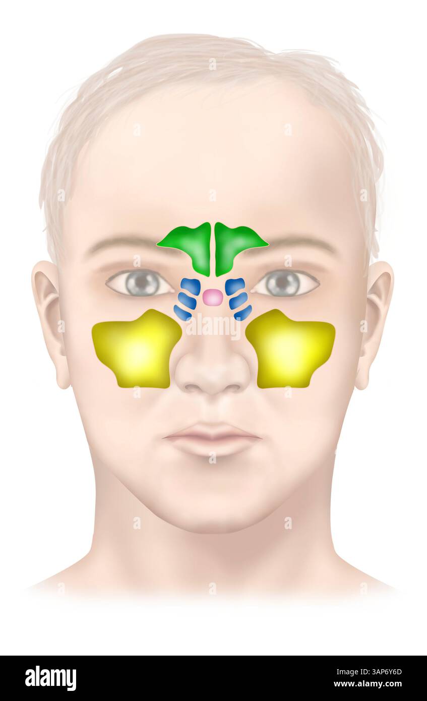 Illustration of a human face showing the sinuses Stock Photo - Alamy