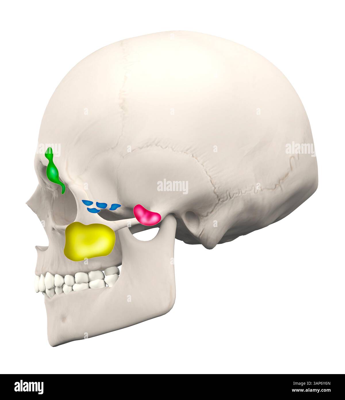 Illustration of a human skull (side view) showing the sinuses Stock ...