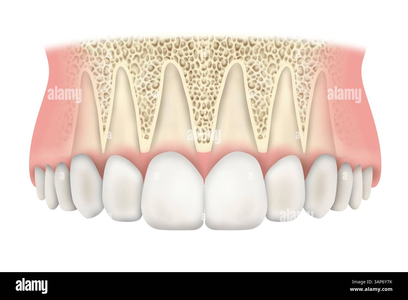 Illustration of a maxillary (upper jaw) arch, showing the upper dental ...