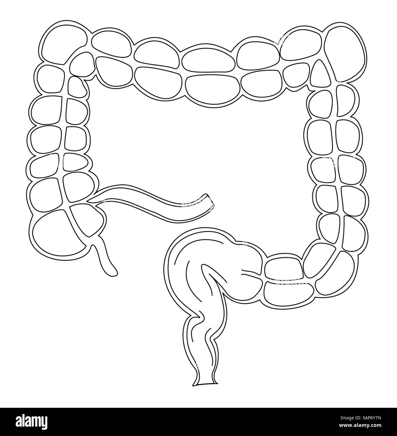 Illustration of the large intestine (colon Stock Photo - Alamy