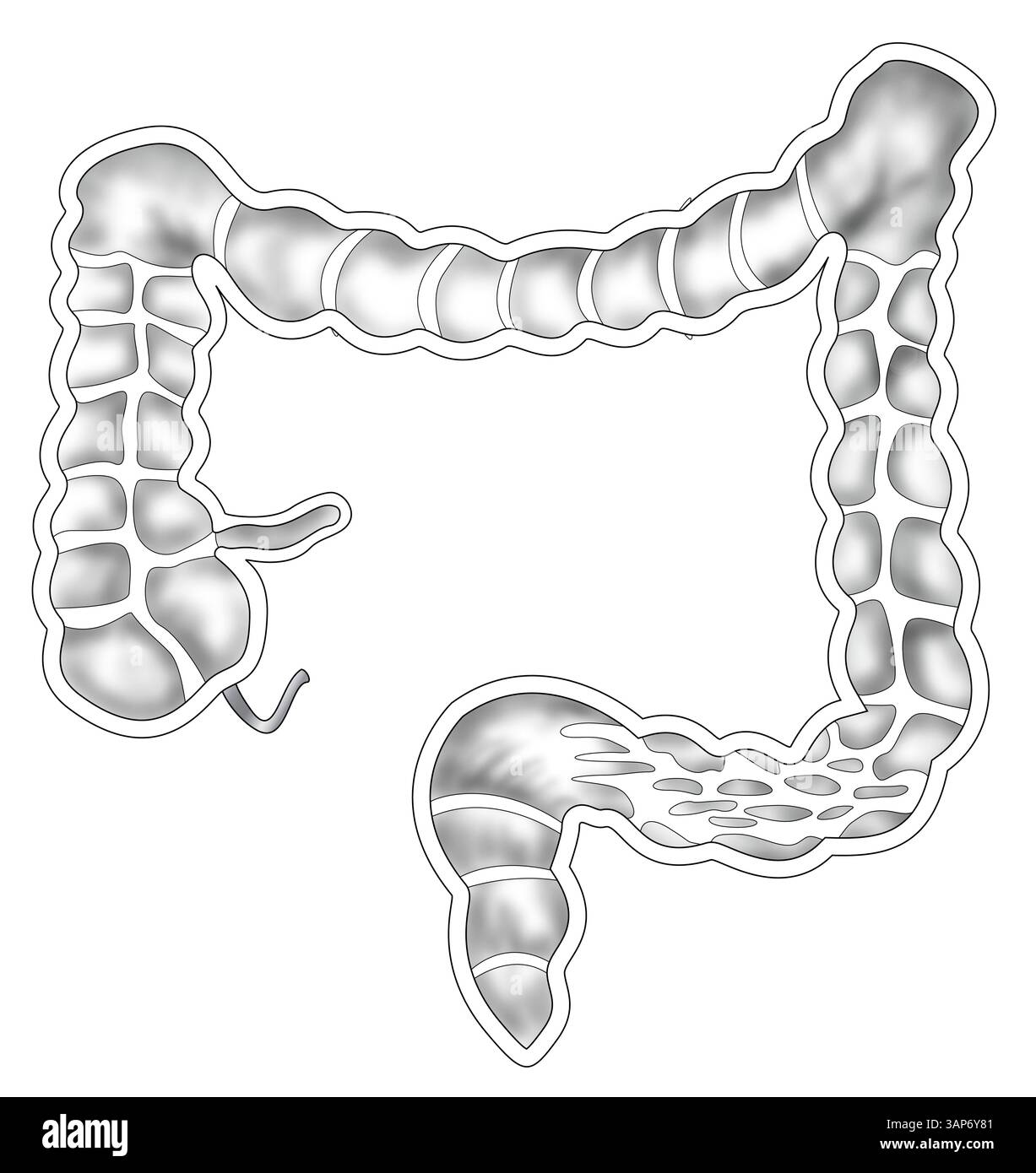Illustration of the large intestine (colon Stock Photo - Alamy