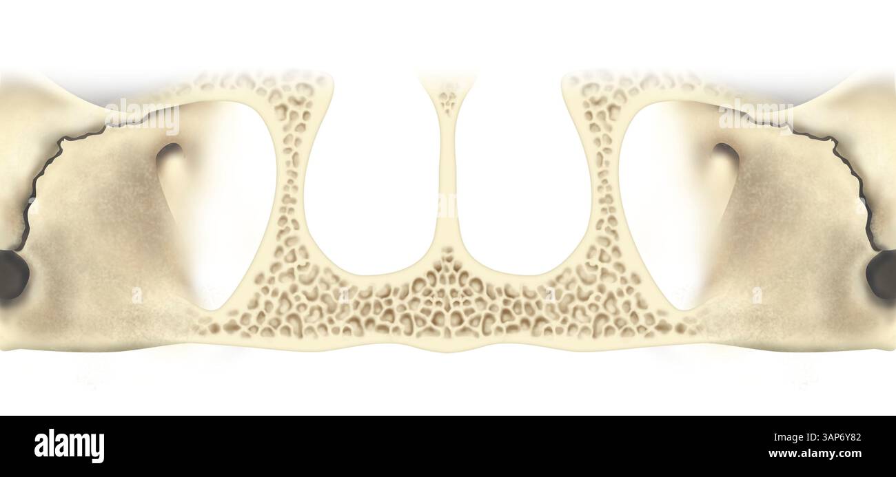 Illustration of a cross-section of a maxillary (upper jaw) arch Stock ...