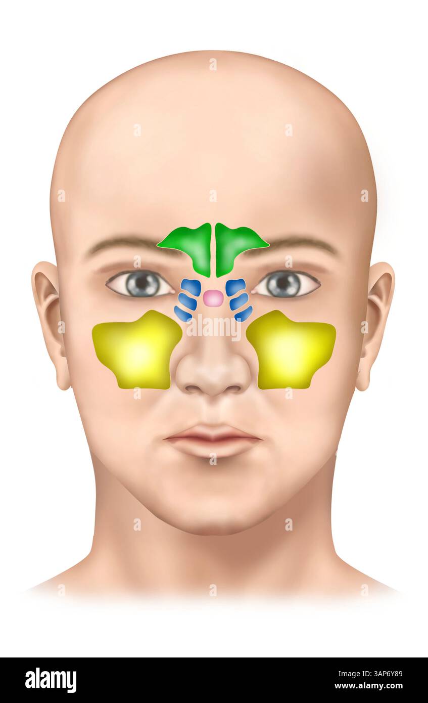Illustration of a human face showing the sinuses Stock Photo - Alamy