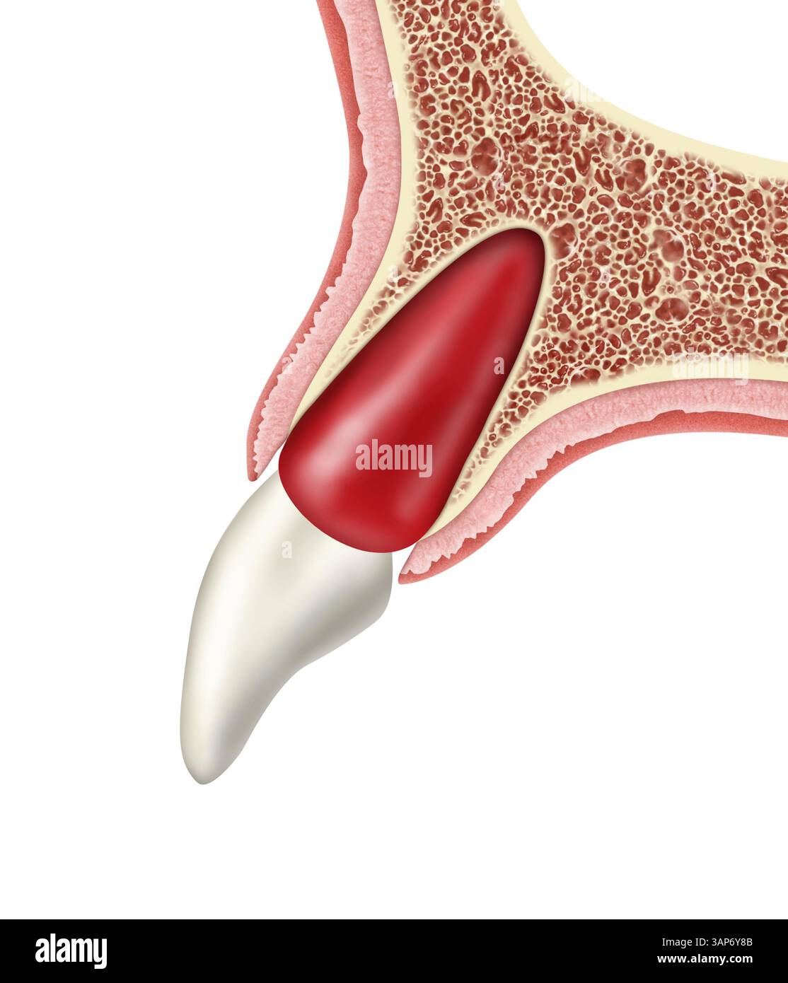 Illustration of a buccolingual cross-section through a maxillary (upper ...