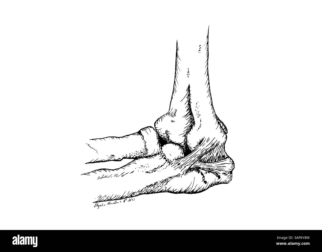 Illustration of the human elbow joint, showing the humerus, ulna, and ...