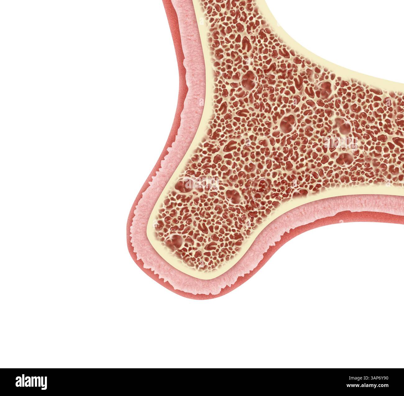 Illustration of a buccolingual cross-section showing a healed dental ...