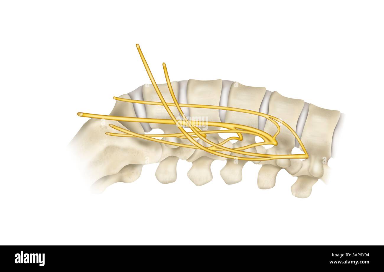 Illustration of the lumbar (lower back) vertebrae (L1-L5), sacrum and ...
