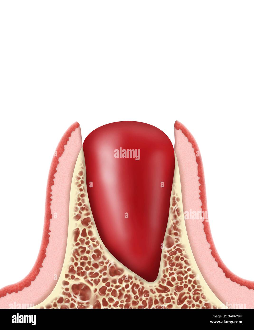 Illustration of a buccolingual cross-section through a mandibular ...