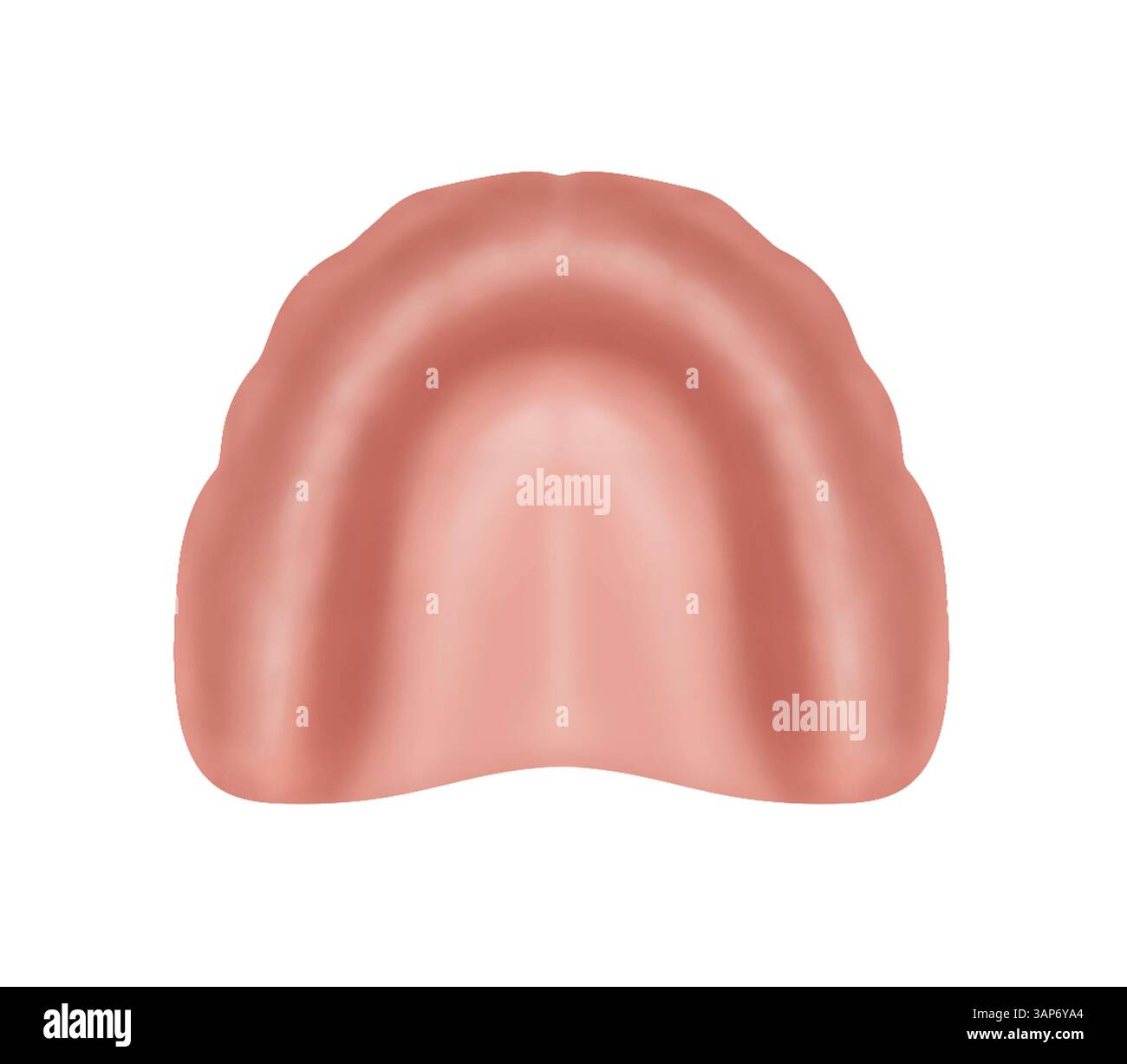 Illustration of a normal edentulous maxillary (upper jaw) arch, showing ...