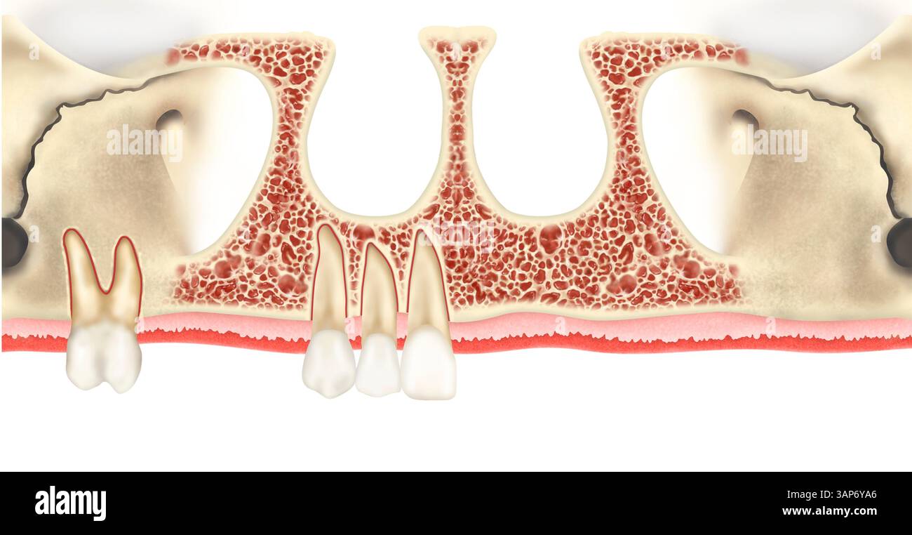 Illustration of a cross-section of the maxillary (upper jaw) arch ...