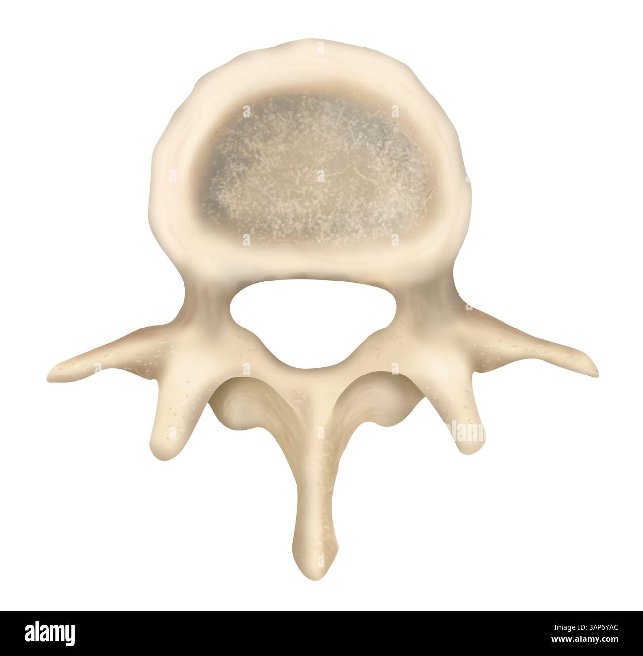 Illustration of a single lumbar (lower back) vertebra, showing the ...