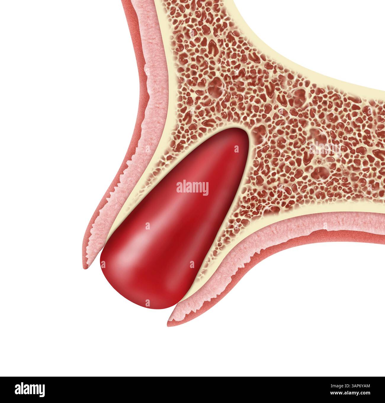 Illustration of a buccolingual cross-section through a maxillary (upper ...