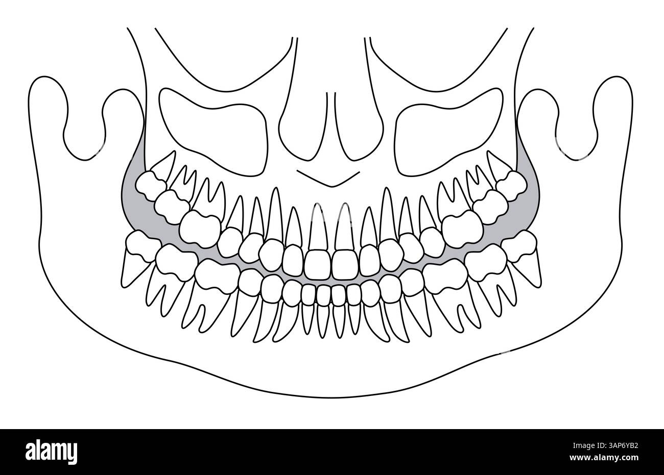Illustration of a mouth radiograph showing the teeth, jawbones and ...