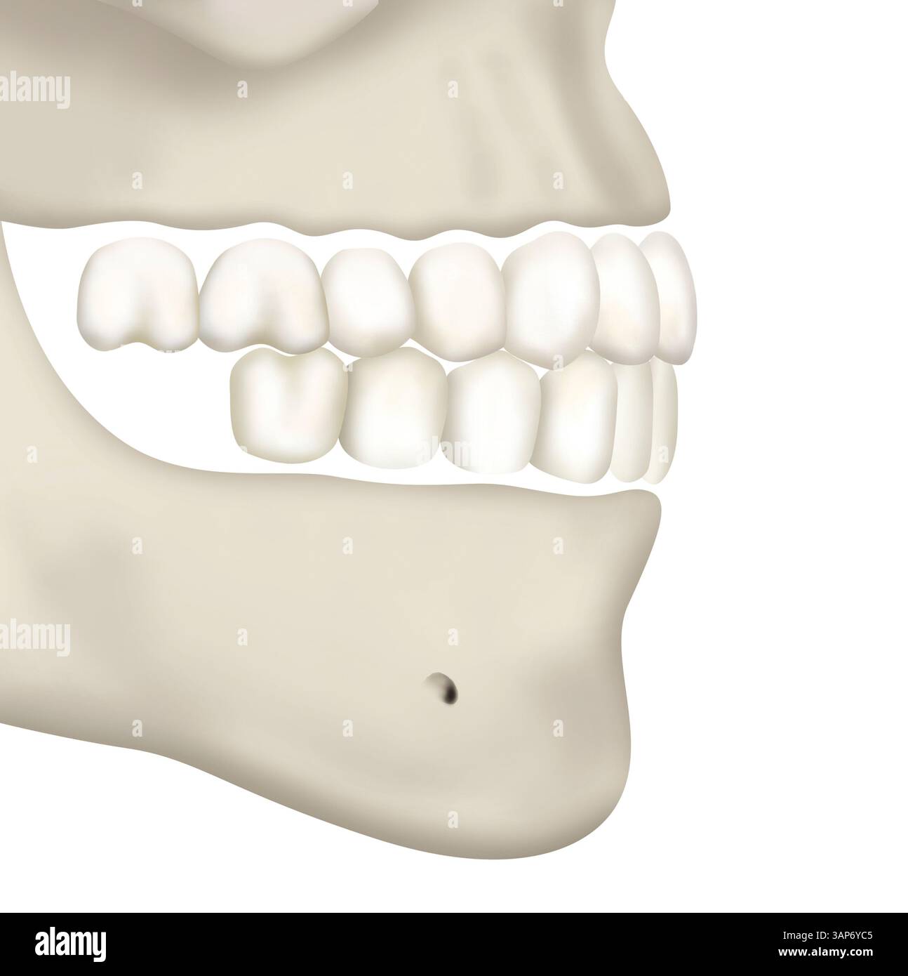 Illustration showing a lateral view of a maxilla (upper jaw) and ...