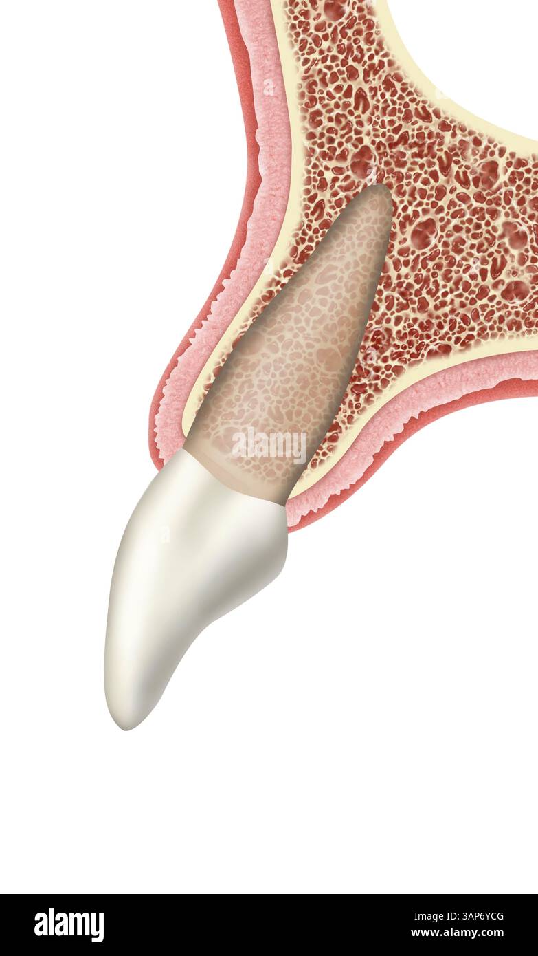 Illustration of a buccolingual cross-section through a maxillary (upper ...