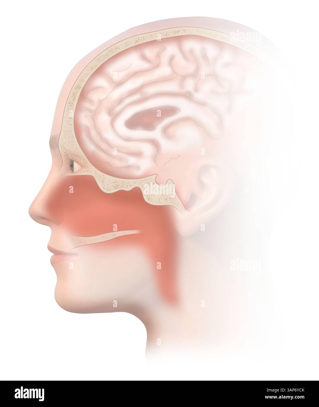 Illustration of a cross-sectional view of the human face showing the ...