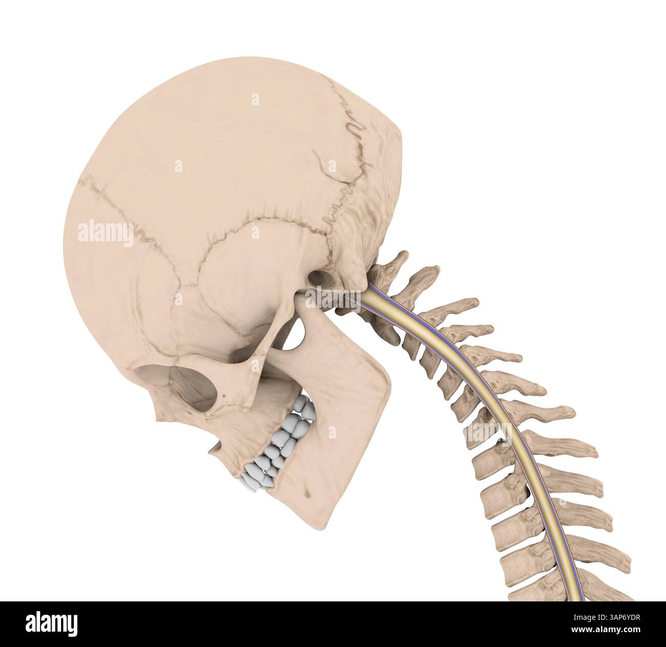 Illustration of a sagittal section of a head and upper spine showing ...