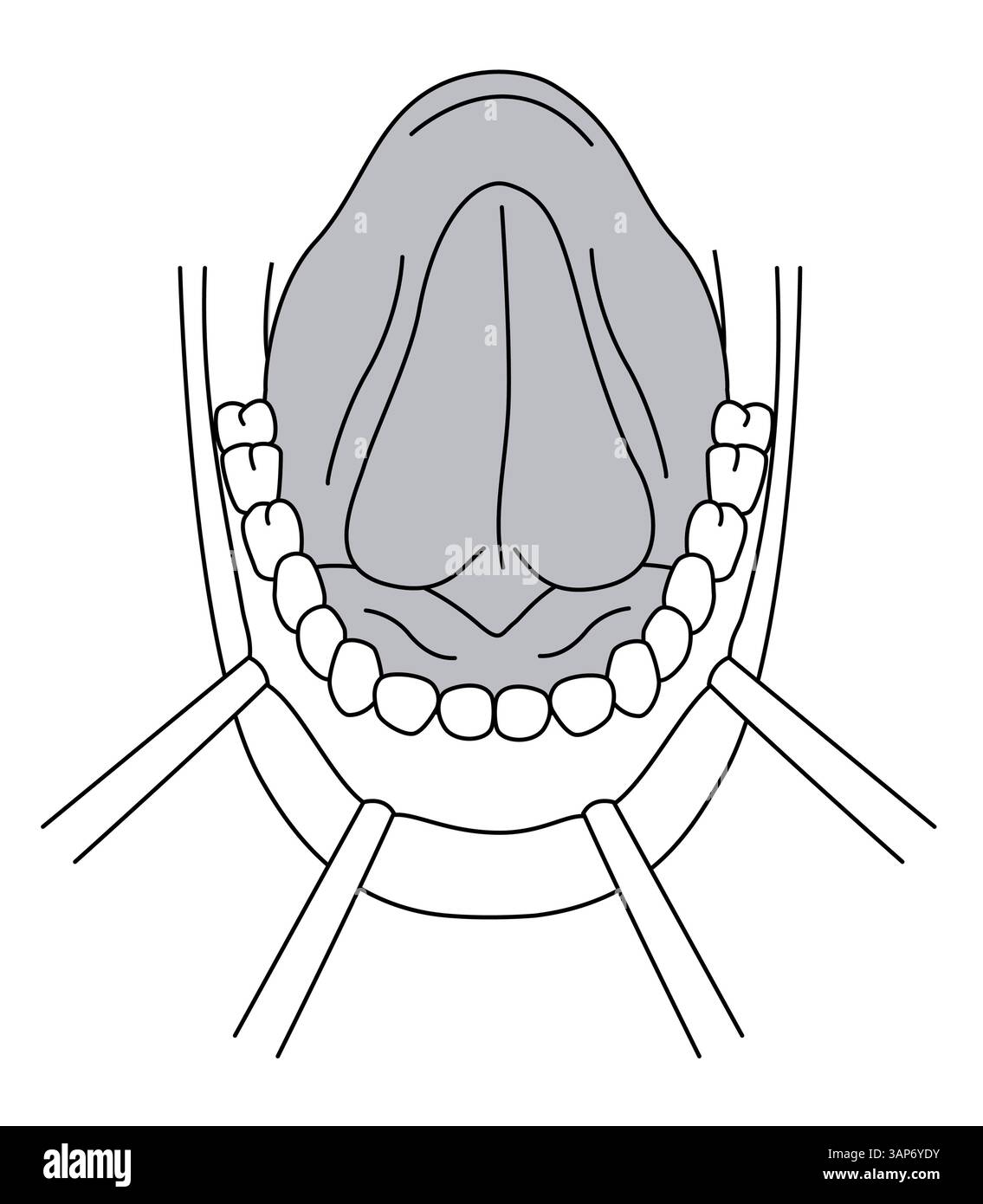 Illustration of the anatomical structures of the open mouth, including ...