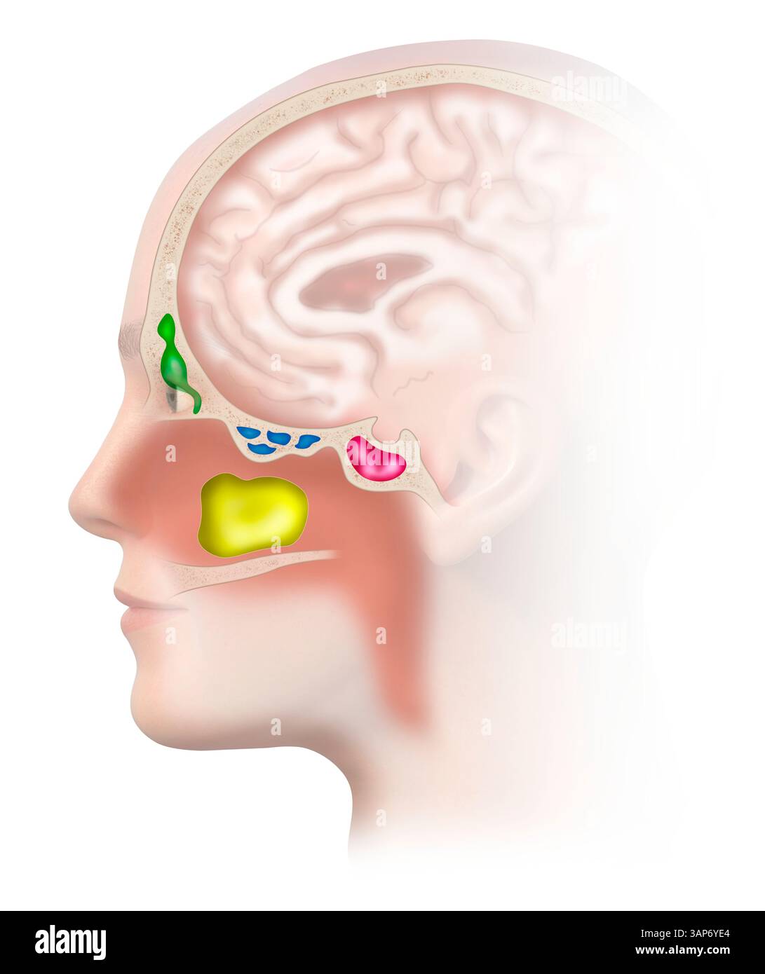 Illustration of a lateral cross-section of the human face showing the ...