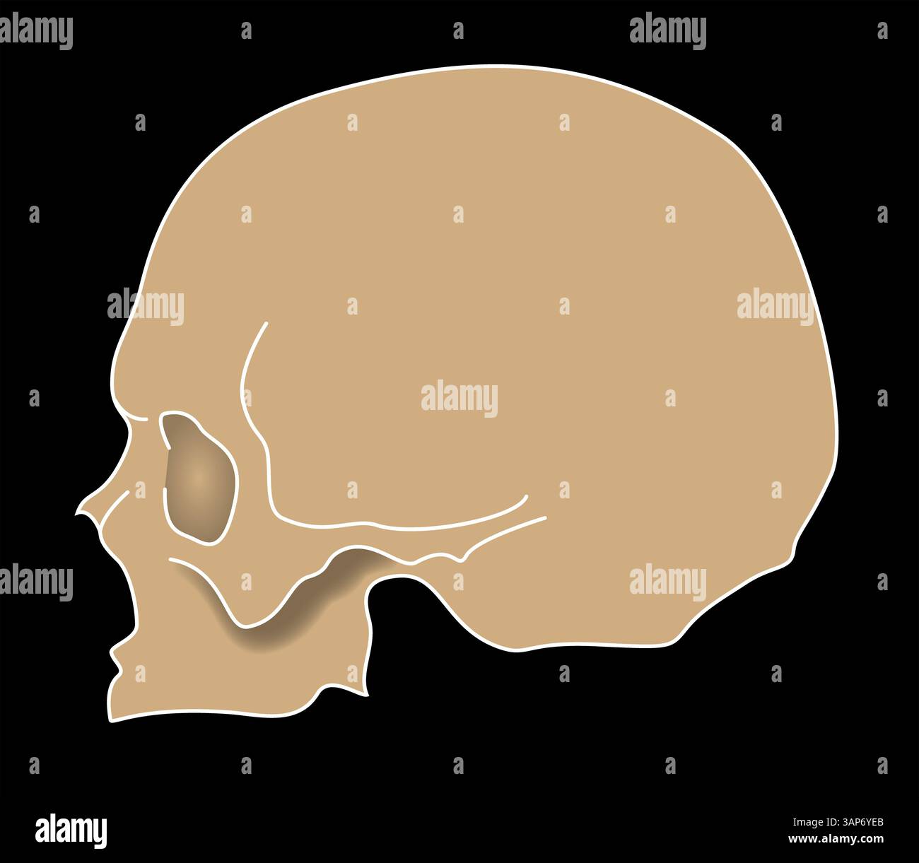 Illustration of the structure of the human skull Stock Photo - Alamy