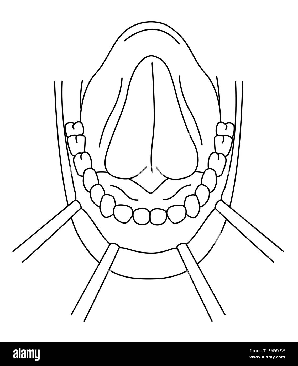 Illustration of the anatomical structures of the open mouth, including ...