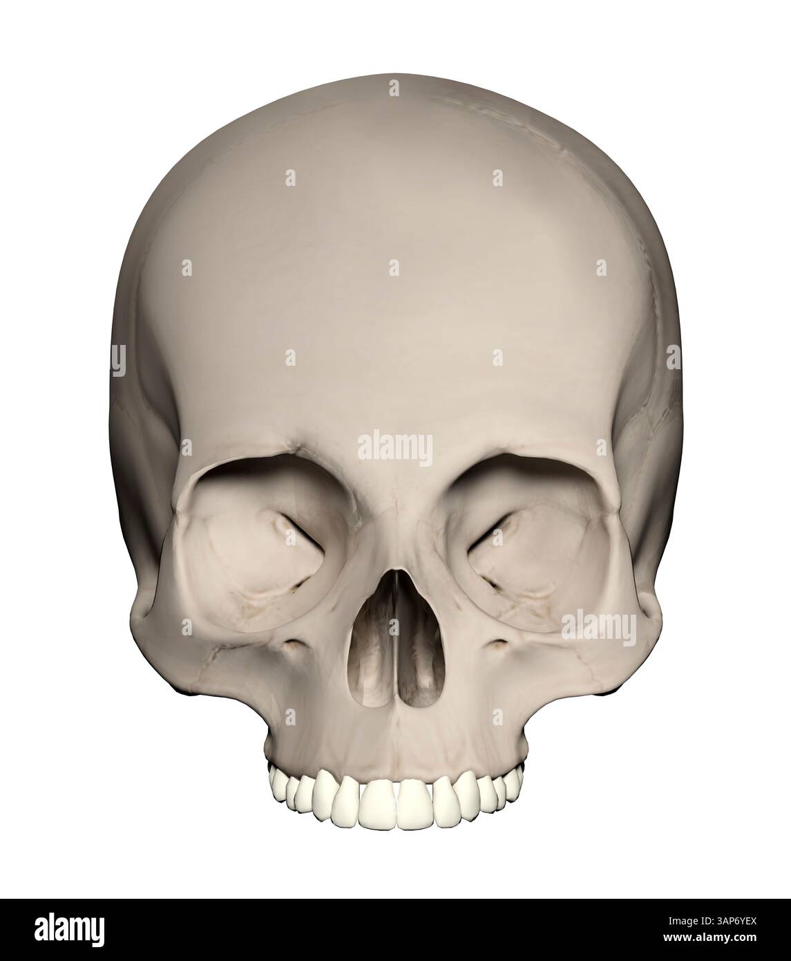 Illustration of an anterior view of the human skull showing the upper ...