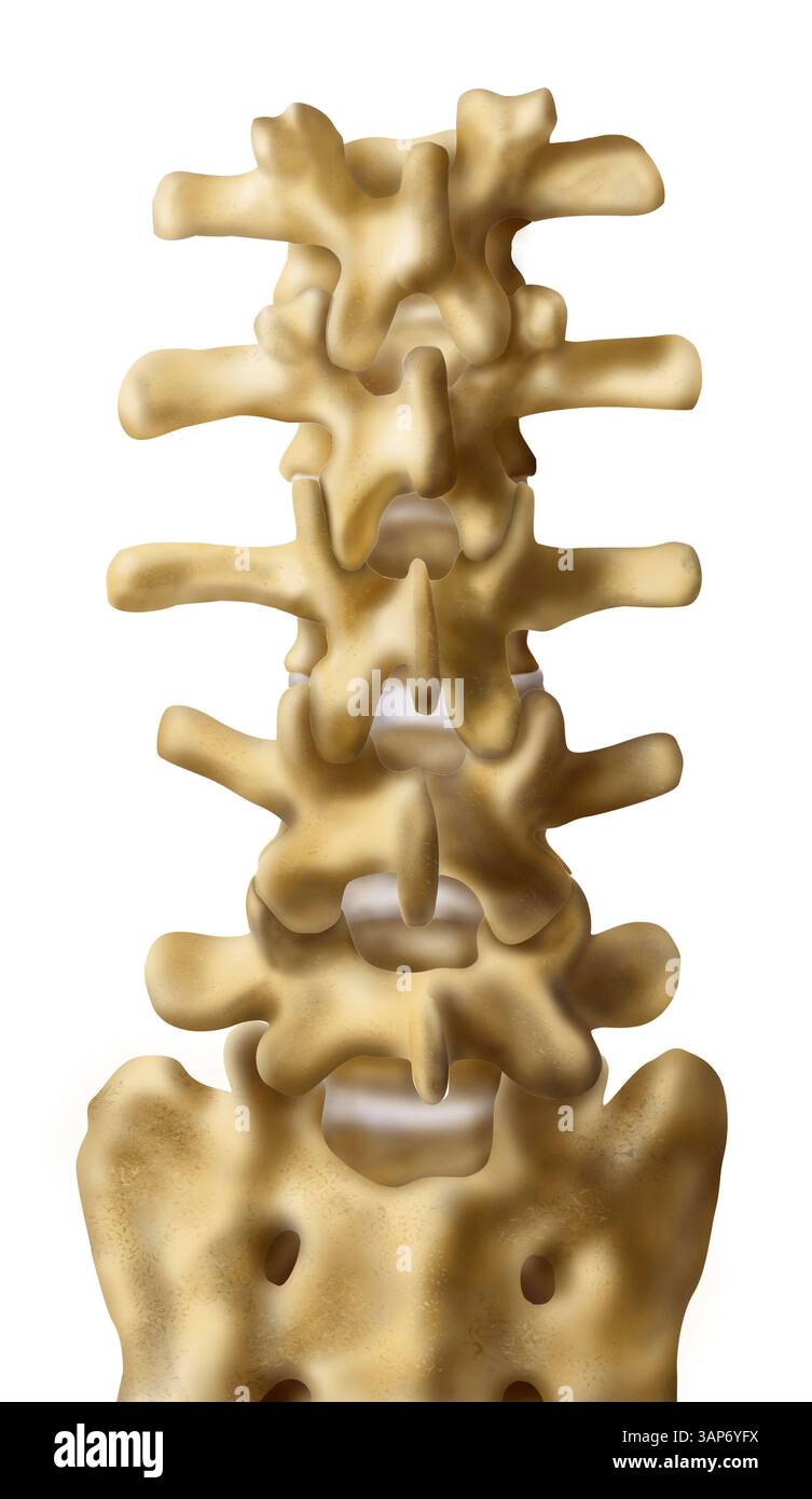 Illustration of a posterior view of the lumbar (lower back) vertebral ...