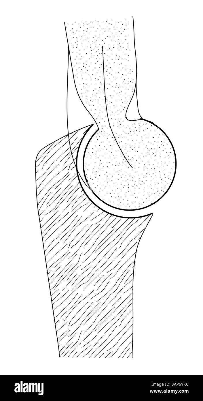 Illustration the rotation of the elbow joint, focusing on forearm ...