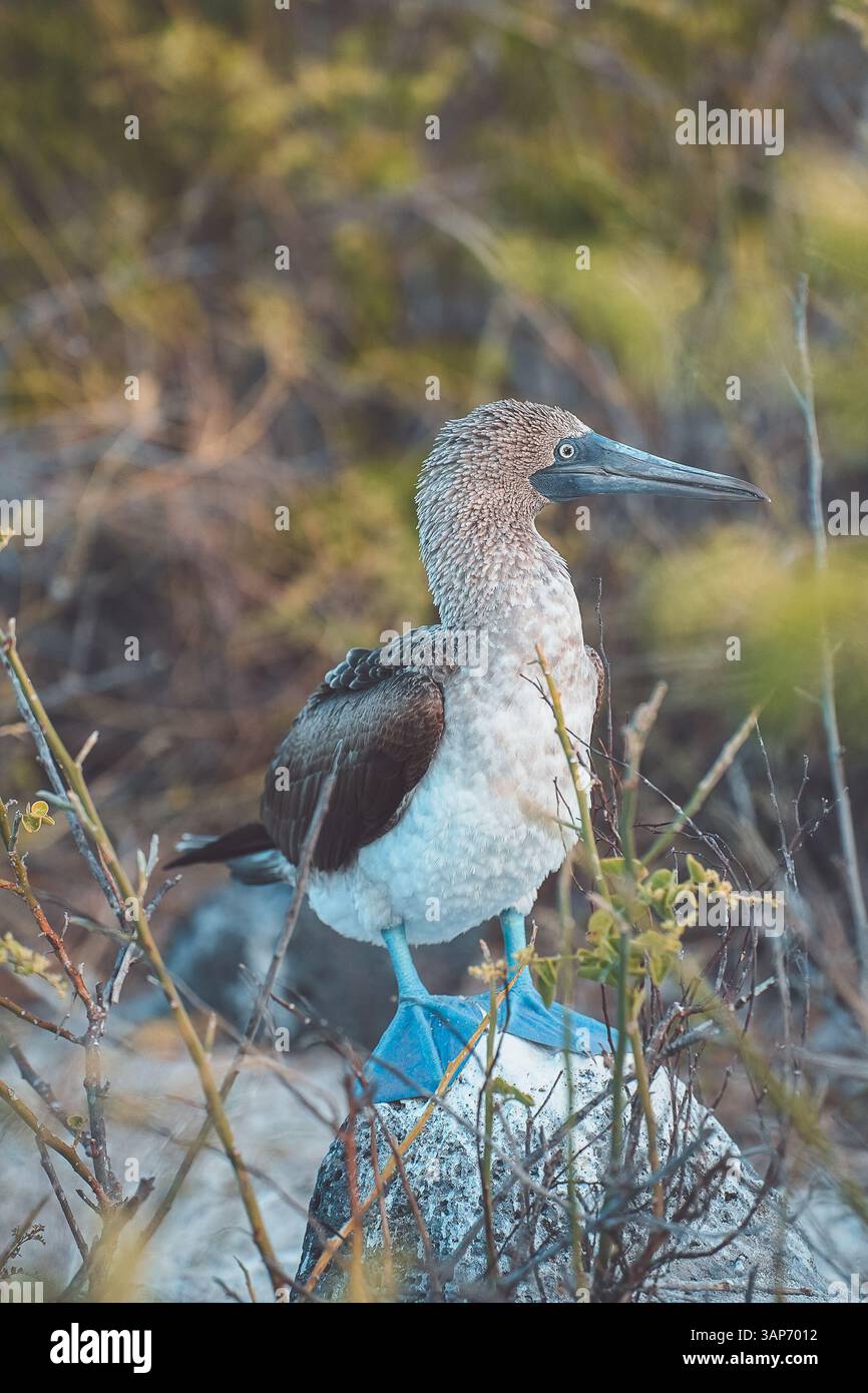 The enchanted islands and their unique animals Stock Photo - Alamy