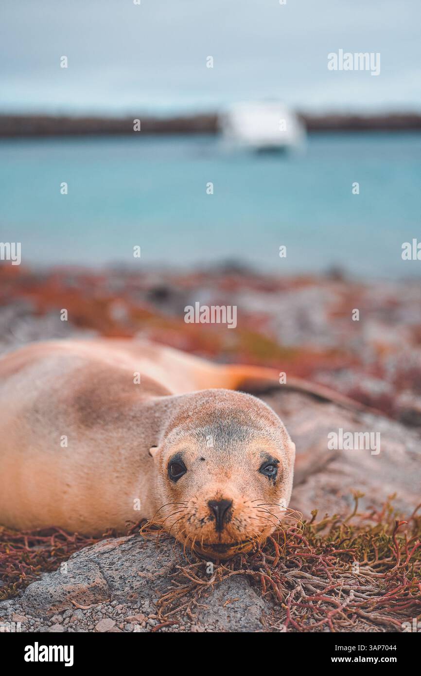 The enchanted islands and their unique animals Stock Photo - Alamy