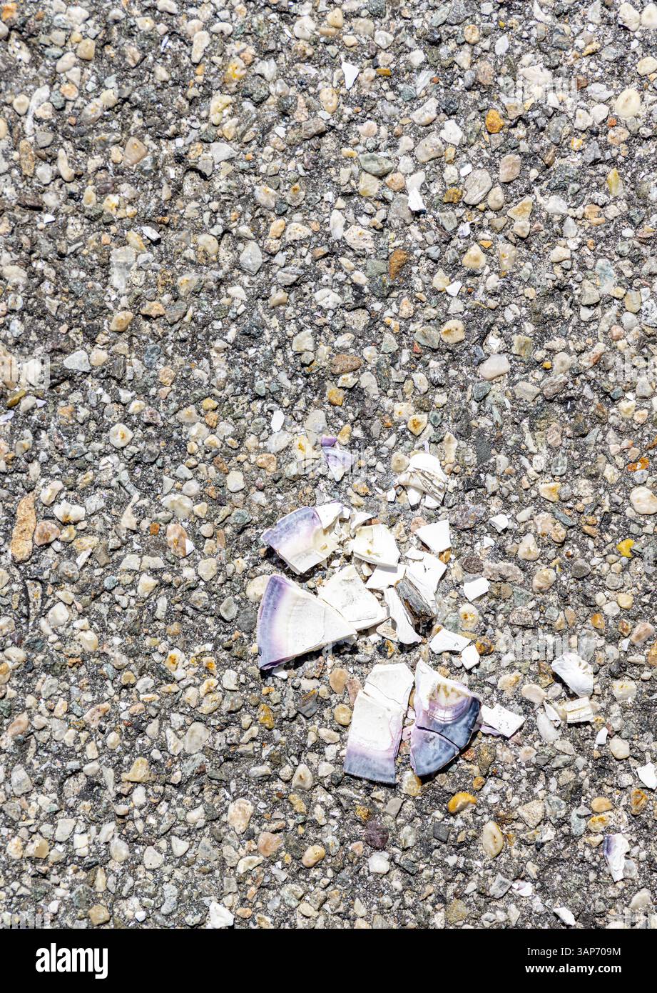 Once a complete shell hi-res stock photography and images - Alamy