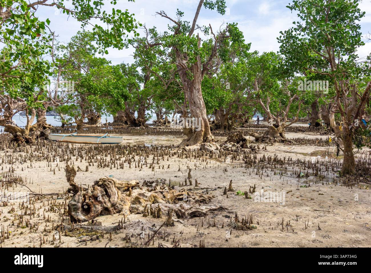 Old stands of mangrove trees line the water’s edge in Isla Gigantes ...