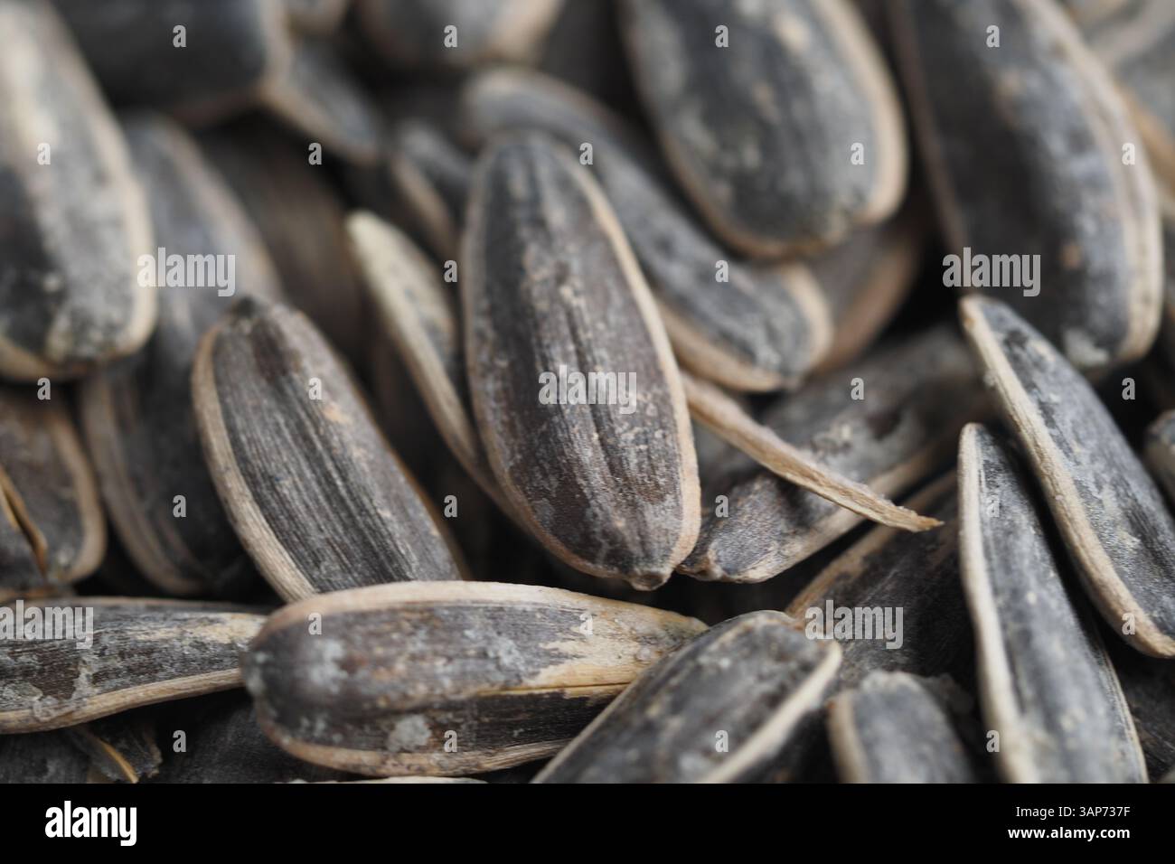 Sunflower seeds scattered on a rustic wooden surface Stock Photo - Alamy