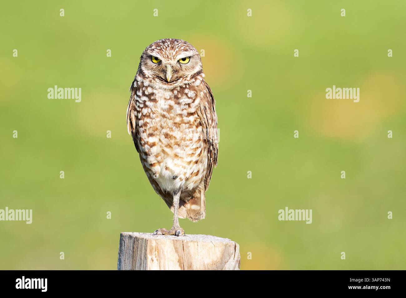 A burrowing owl balances on one leg while keeping a vigilant eye on its ...