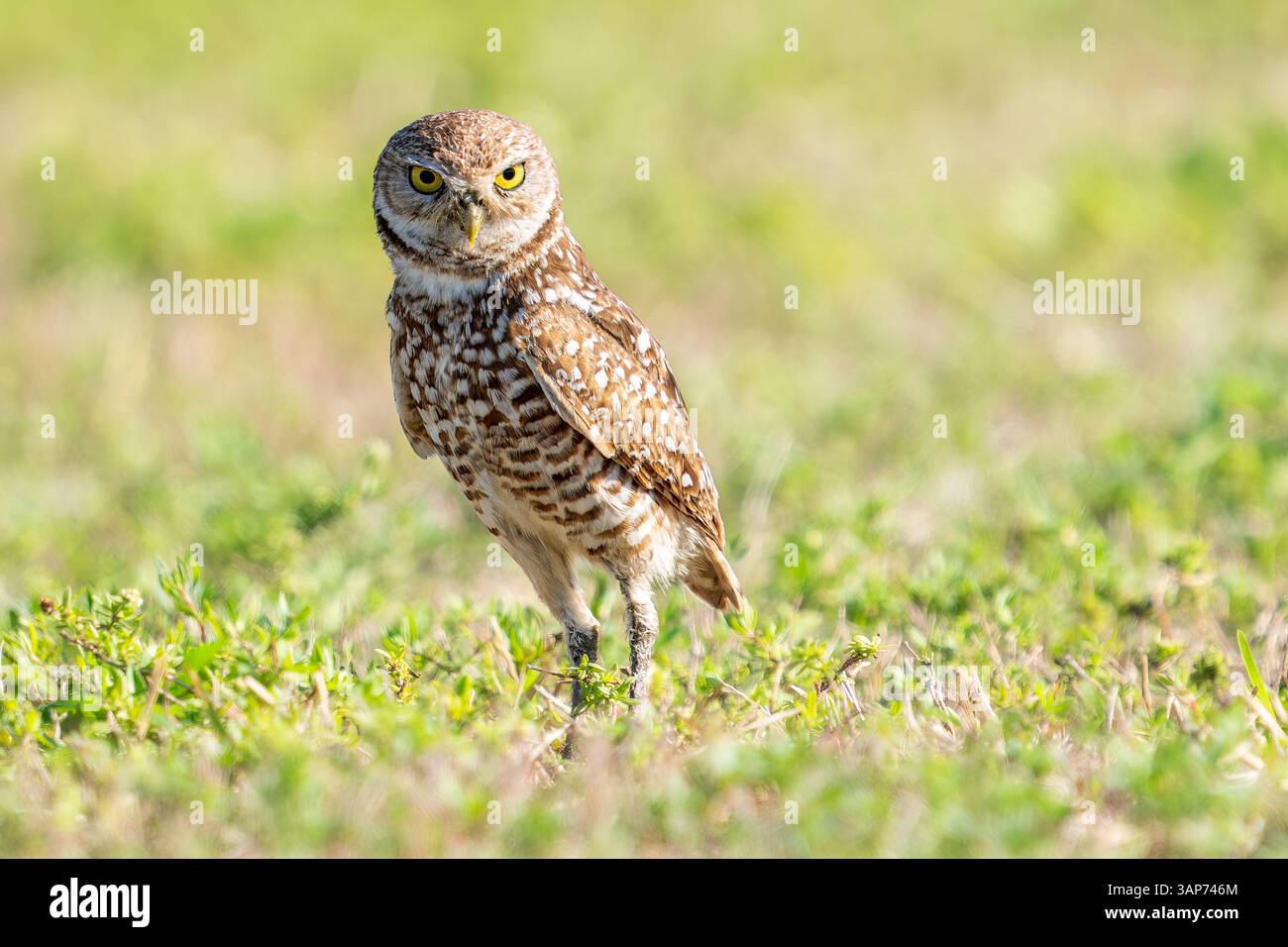 Davie, United States. 15th Apr, 2025. A burrowing owl walks by its ...