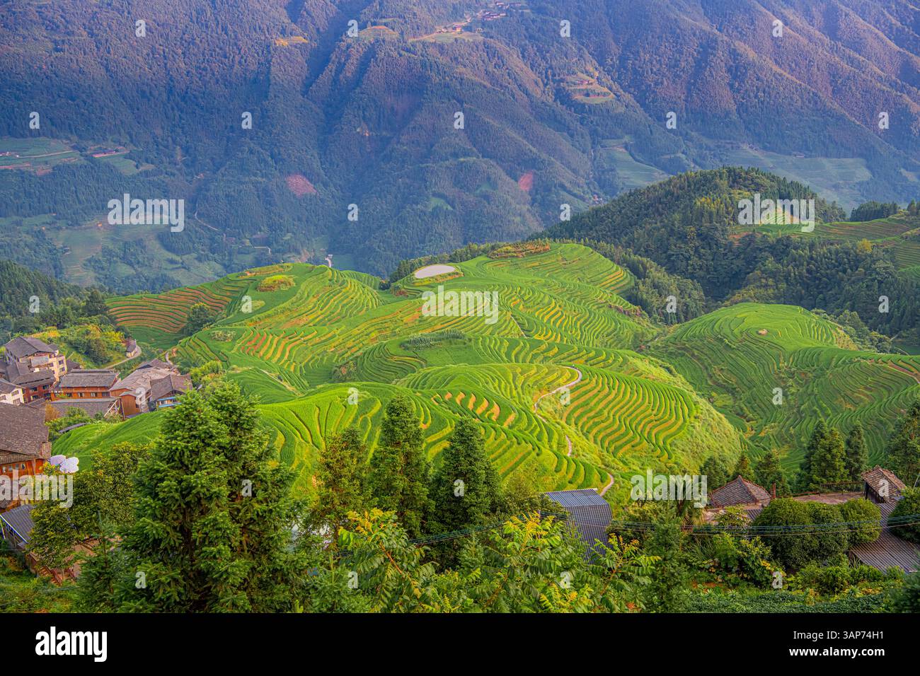 Seven Stars Accompany the Moon, part of the Dragon's Backbone Rice ...