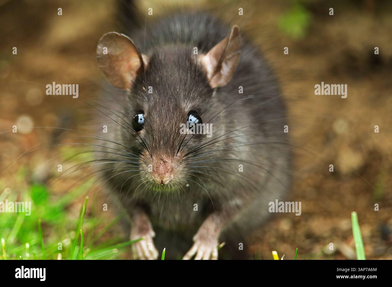 Black rat (Rattus rattus) - closeup, facing camera - also known as roof ...