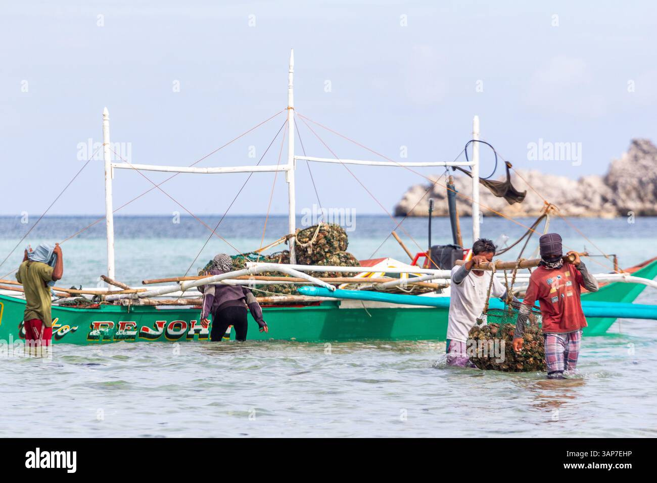 Filipino fishermen transporting harvested scallop shells from boat to ...