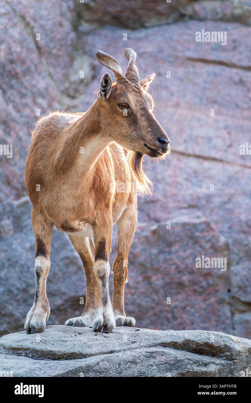 Markhor female on the rock. Latin name - Capra falconeri. Wild goat ...