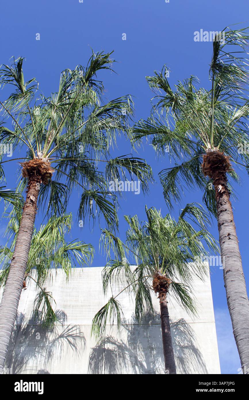 Tall palm trees with slender trunks against a blue sky casting shadows ...