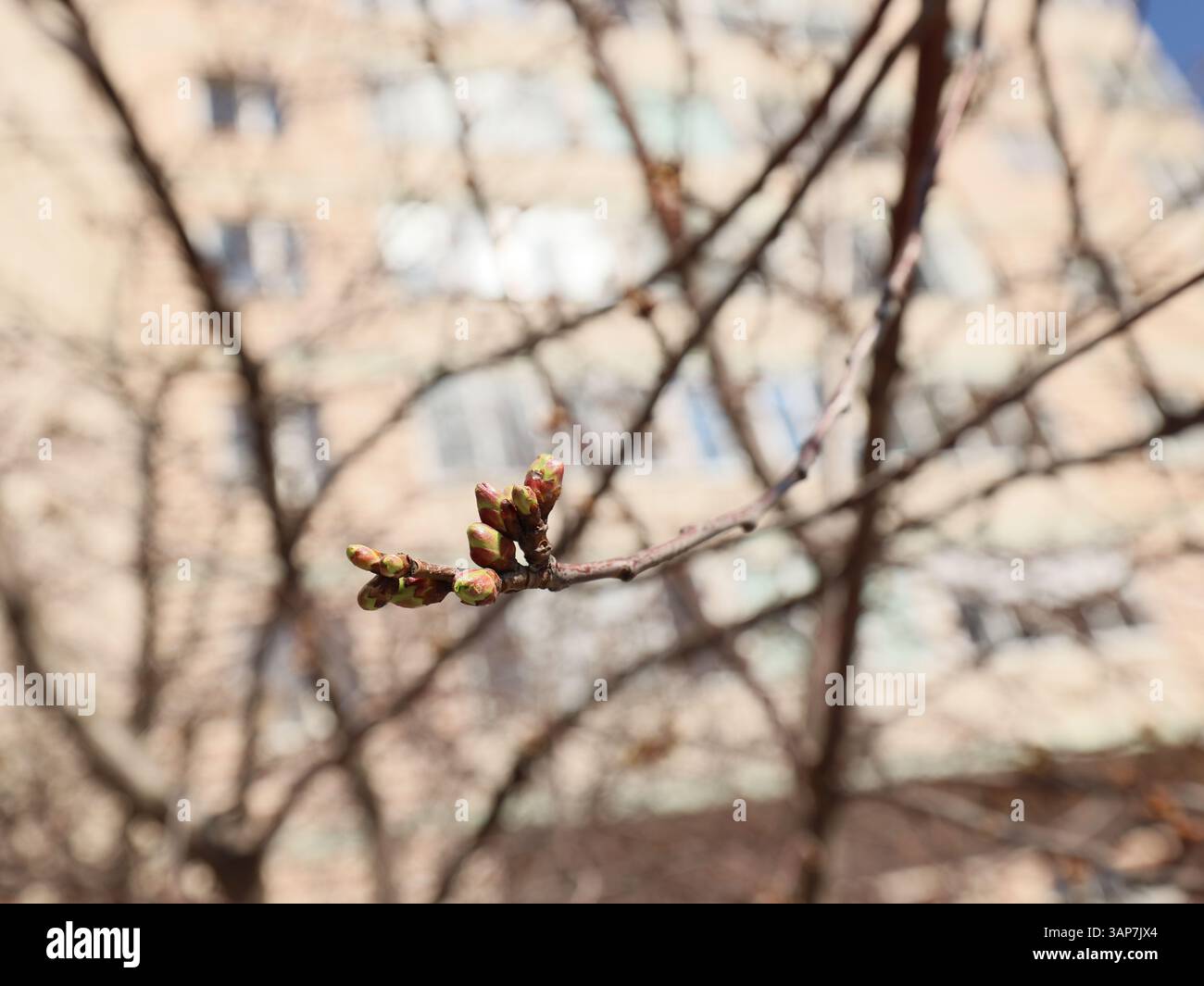 The Budding Branches of Trees Indicate the Beautiful Arrival of the ...